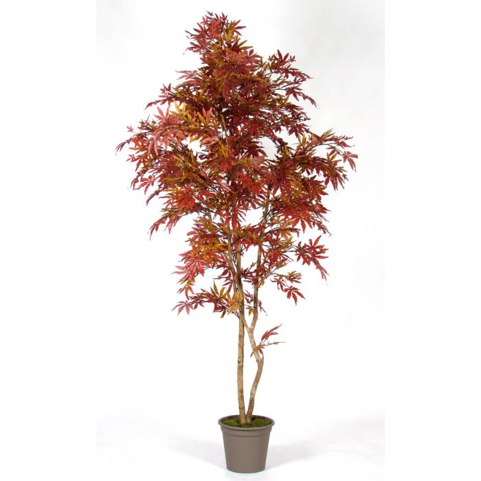 Árbol artificial de arce japonés STREGOBOR, troncos reales, rojo-marrón ...