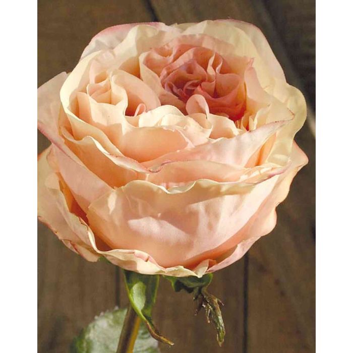 Rosa repollo artificial TAYNARA, rosa albaricoque, 50cm, Ø9cm