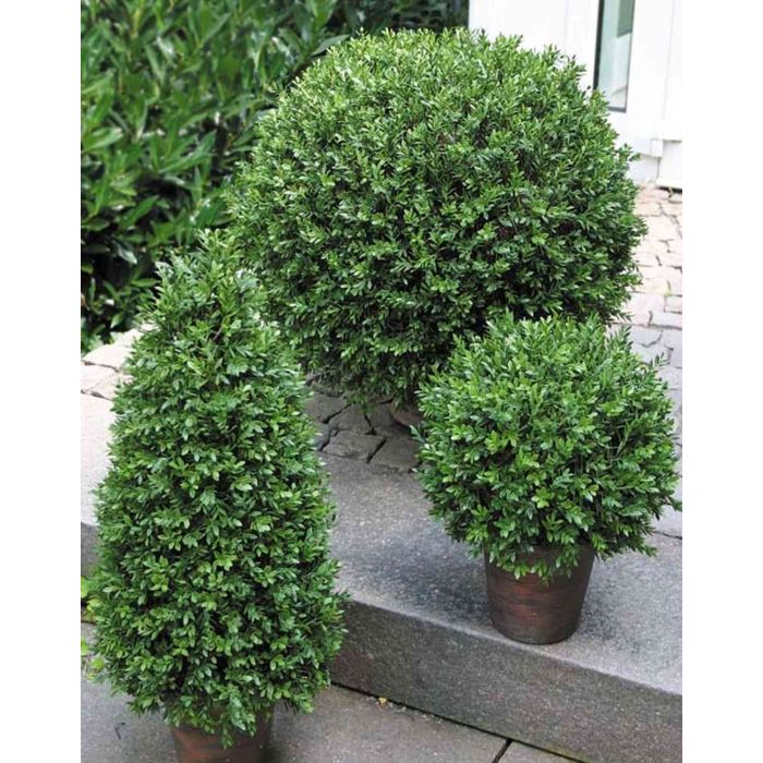 Árbol de boj artificial ALWIN en maceta de plástico, 45cm, Ø30cm