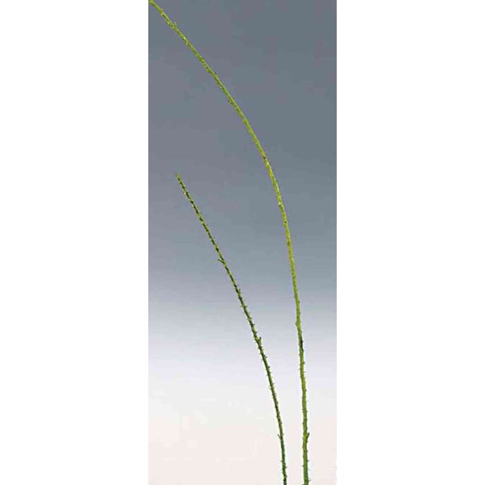 Rama artificial de espinas de rosa WINSTON, verde, 155cm