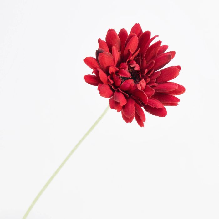 Gerbera con tallo artificial VIRGINIA, rojo, 55cm, Ø11cm - Flores ...