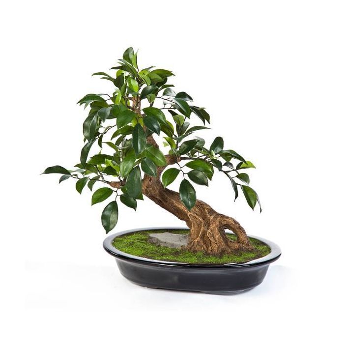 Árbol bonsái ficus simulación TAKI, fuente cerámica, verde, 40cm ...
