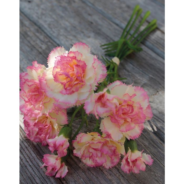 Ramo de claveles artificiales CAROLINA, rosa-amarillo, 30cm, Ø10cm