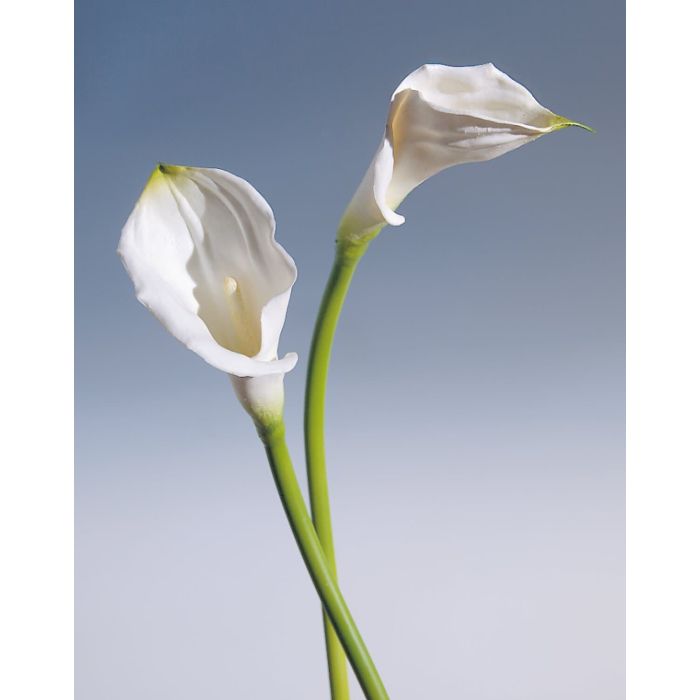 Calla artificial EVELINE, blanco, 70cm, 5x8cm